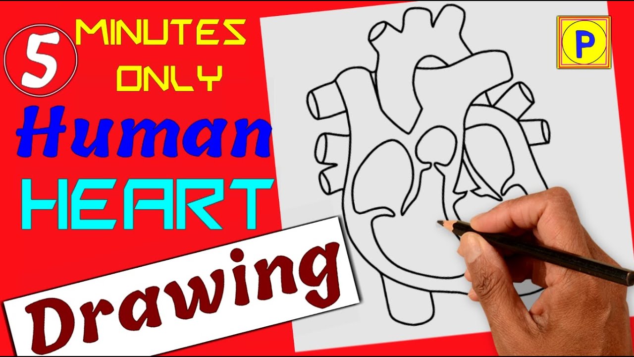 How To Draw Human Heart Diagram Easy मानव हृदय की संरचना का चित्र
