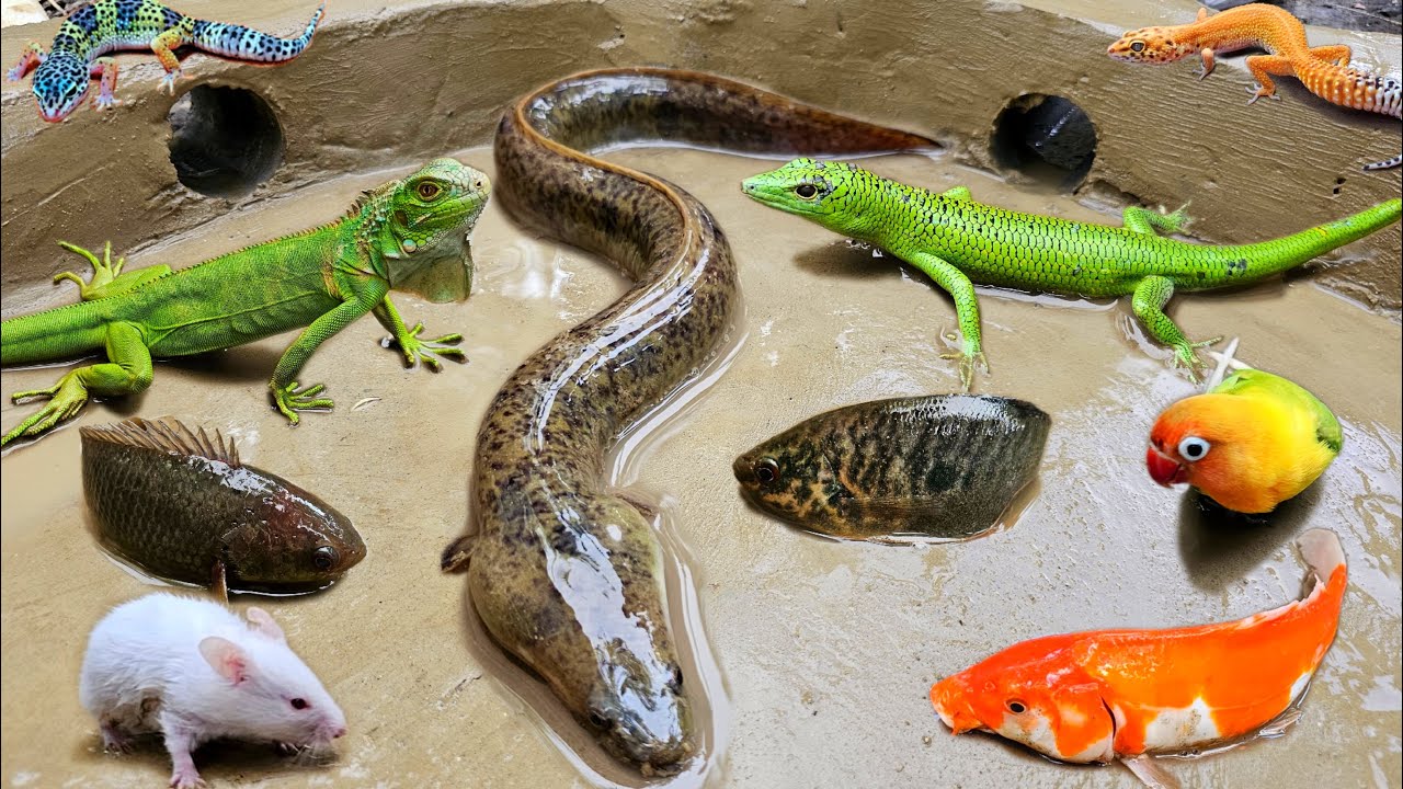 Mancing belut gede dalam lubang ada ikan lele, ikan hias, ikan koi ...