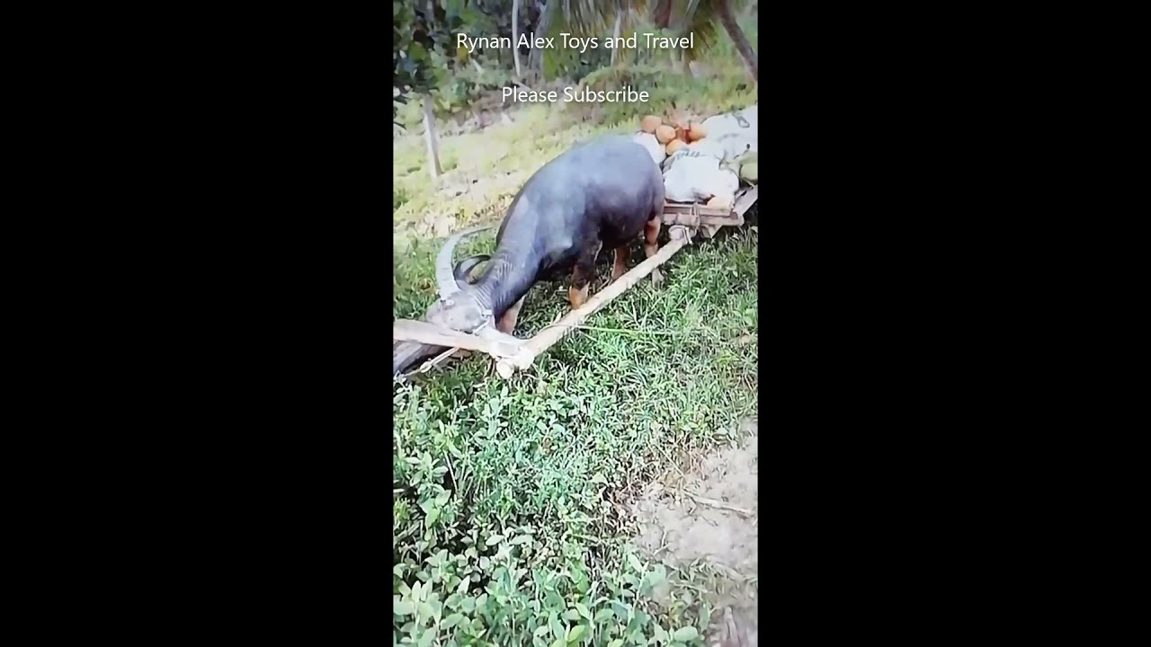 Amazing Philippines Carabao.Let's Watch! - YouTube