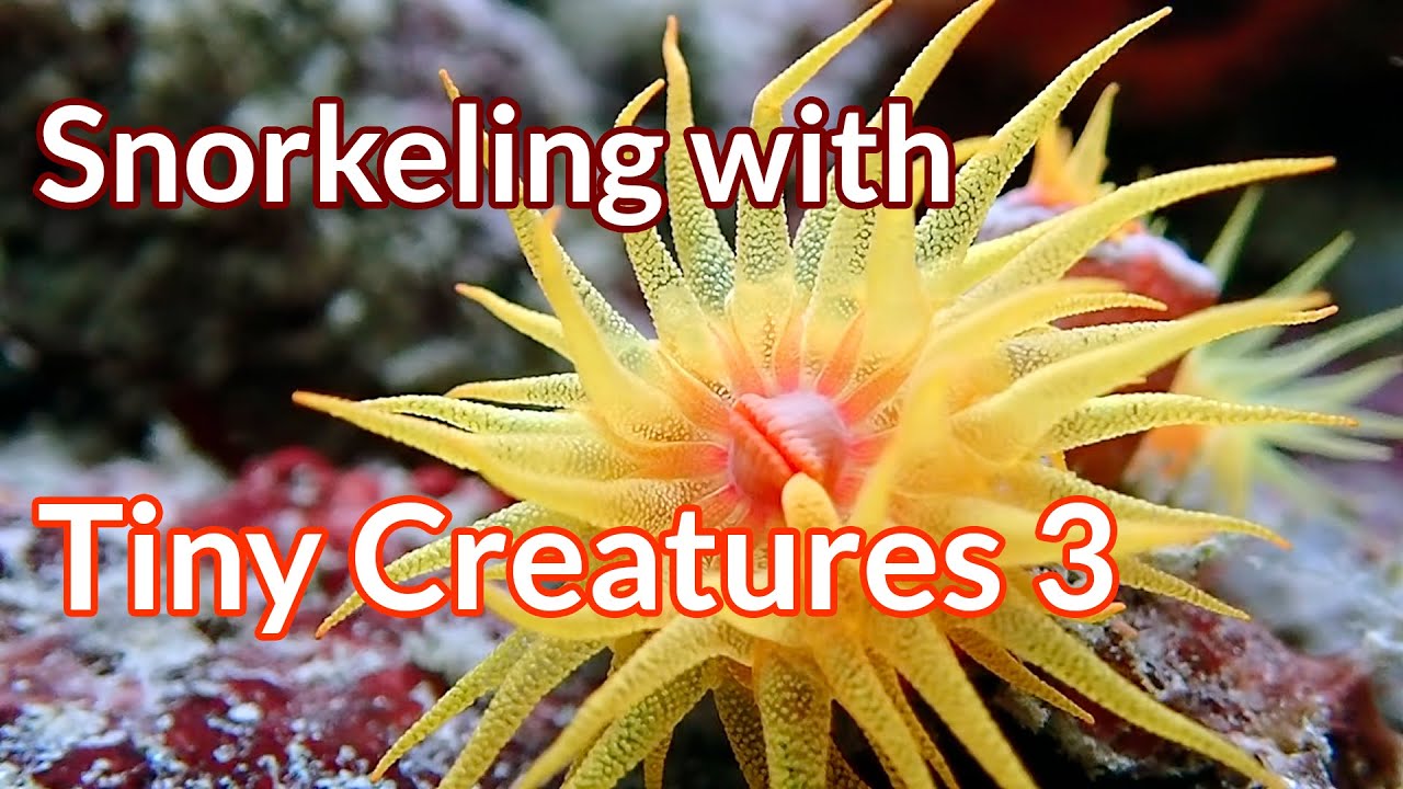 Hard corals. Snorkeling with Tiny Creatures Ep.3 - YouTube