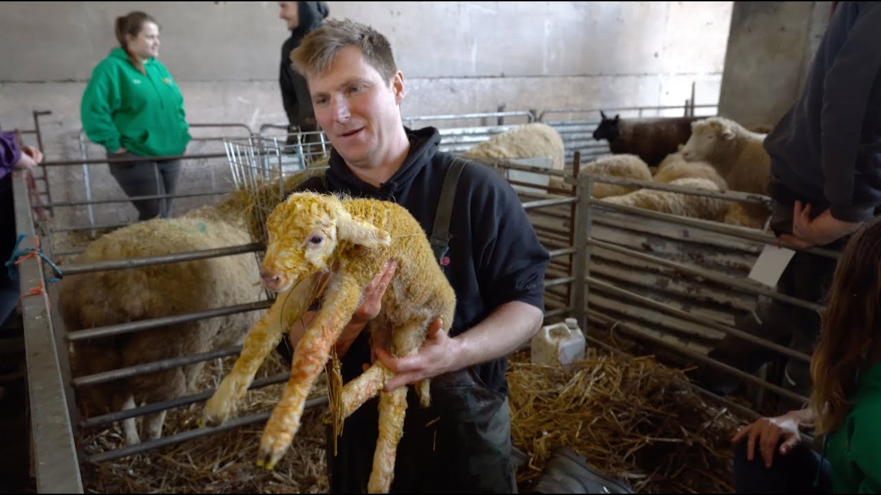 Lambing live at Lower Drayton Farm! - YouTube