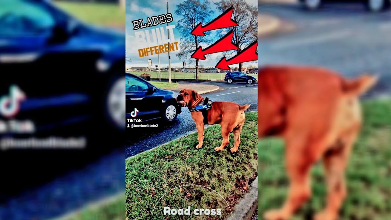 boerboel blade & aria 511 - YouTube