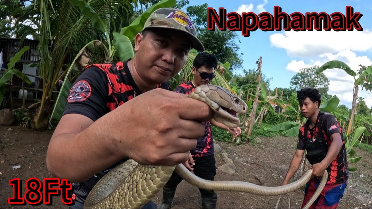 KING COBRA PINAKA MALAKING MAHULI. ZUMA DINAKALIGTAS TINAMAAN ANG MATA ...