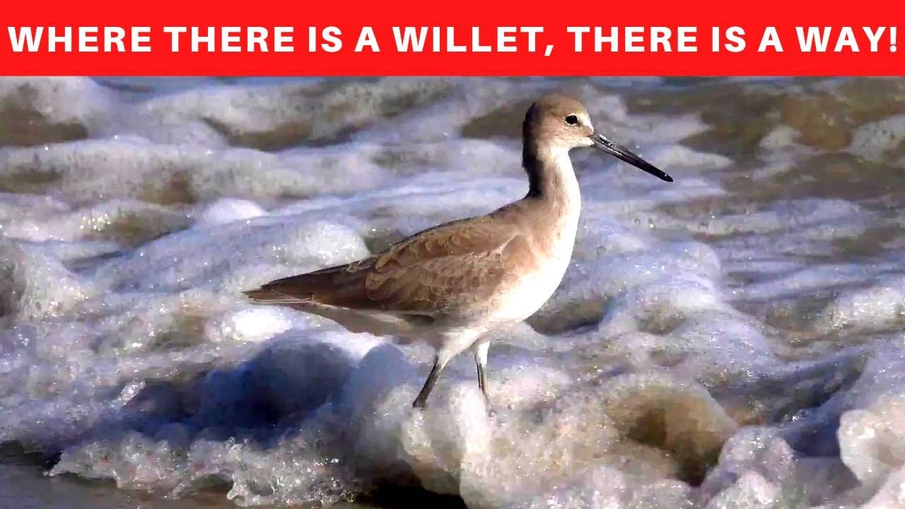 Willets and their unusual migration. - YouTube