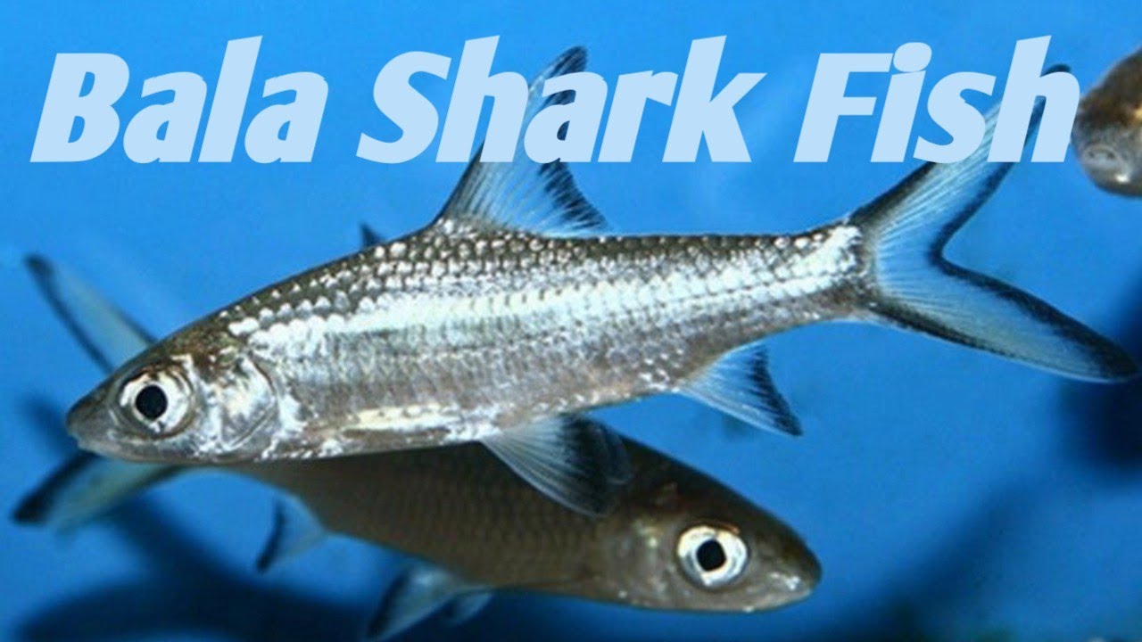 Bala Shark Fish | wildlife | fish - YouTube