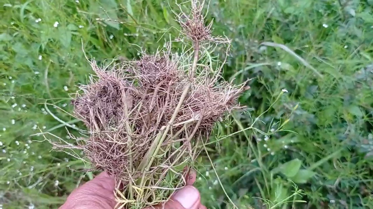 Aniz. Conoce esta pequeña planta y su gran utilidad @cotidiano399 - YouTube