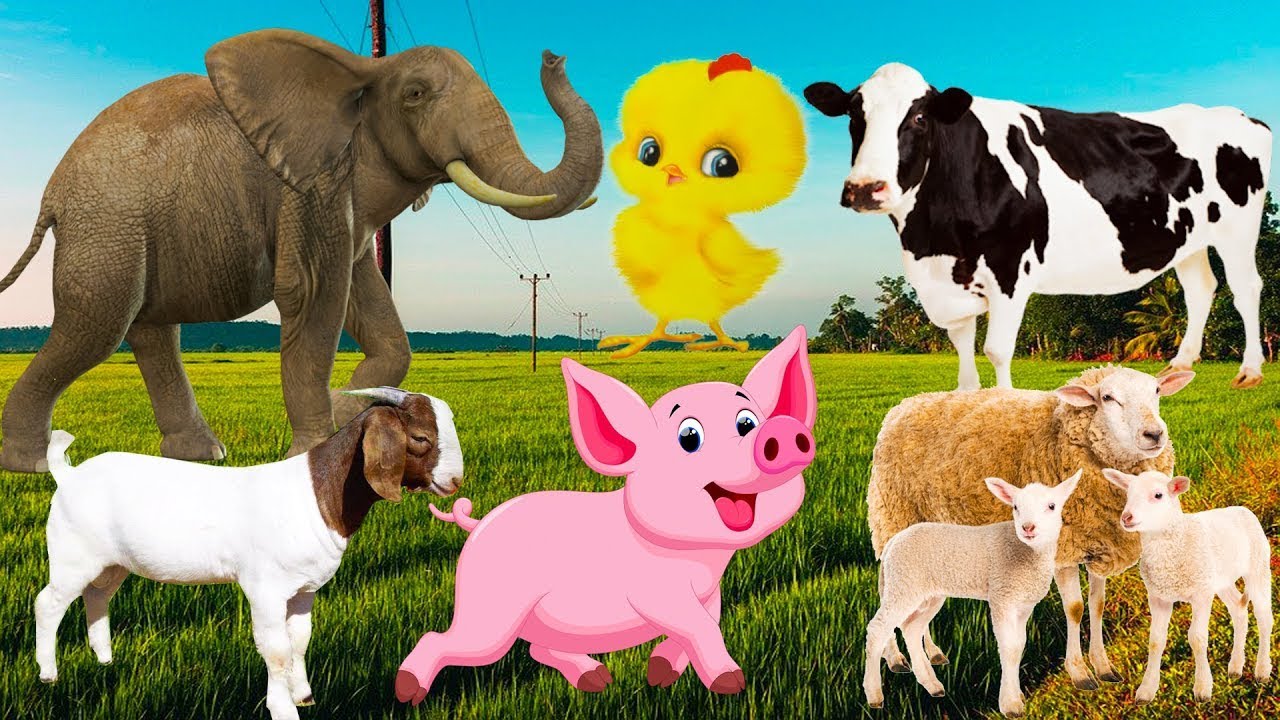 Lovely animals, the activities of familiar animals dogs, cats, chickens, ducks, pigs, horses ...