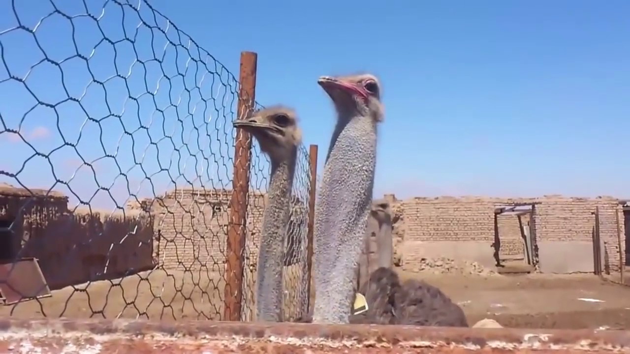 Голоса птиц. Страус. (common ostrich song) - YouTube