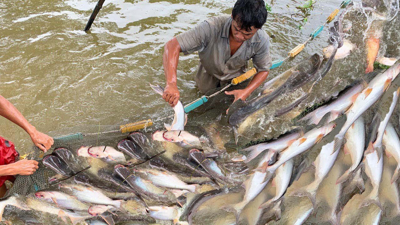 Fish pond catching || Pangasuis fish catching in pond - YouTube