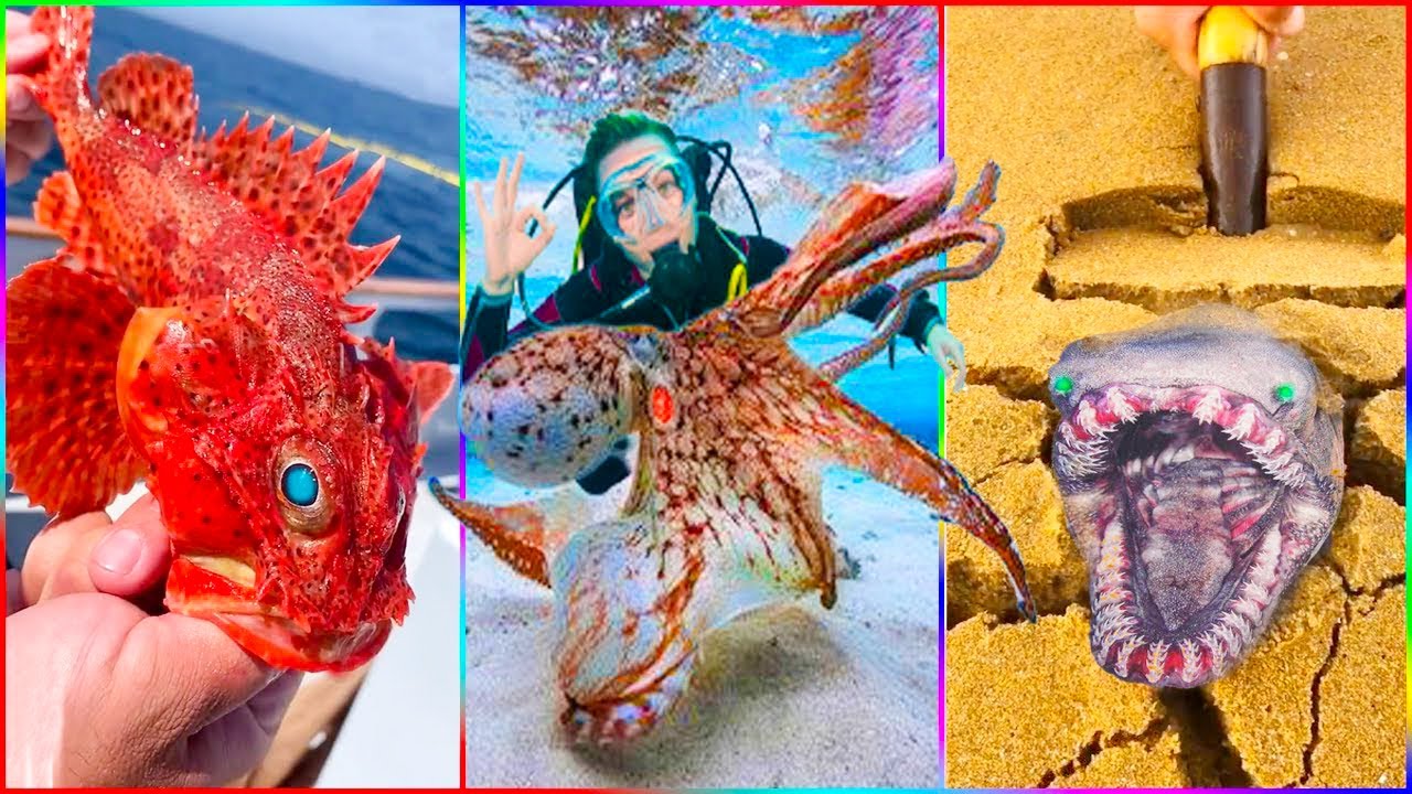 Deep Sea Monster Fishing: Catching Seafood, Shark, and Fish | ASMR ...