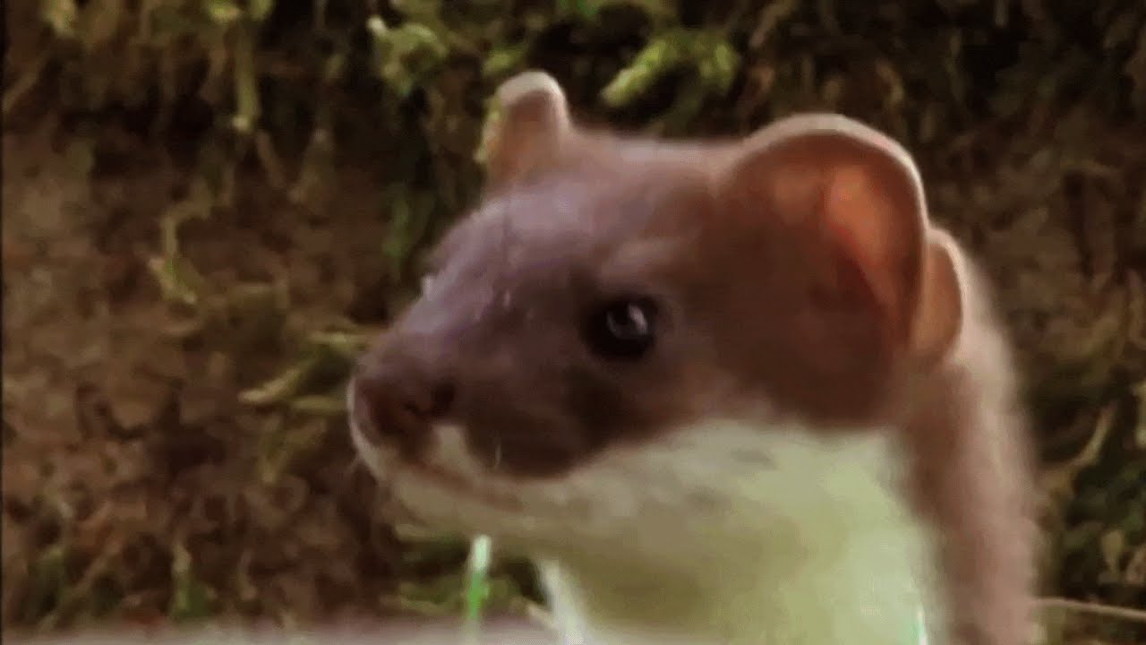 🐰 The Weasel War Dance 🐰 - a frenzied performance by ferrets as a clever hunting technique ...