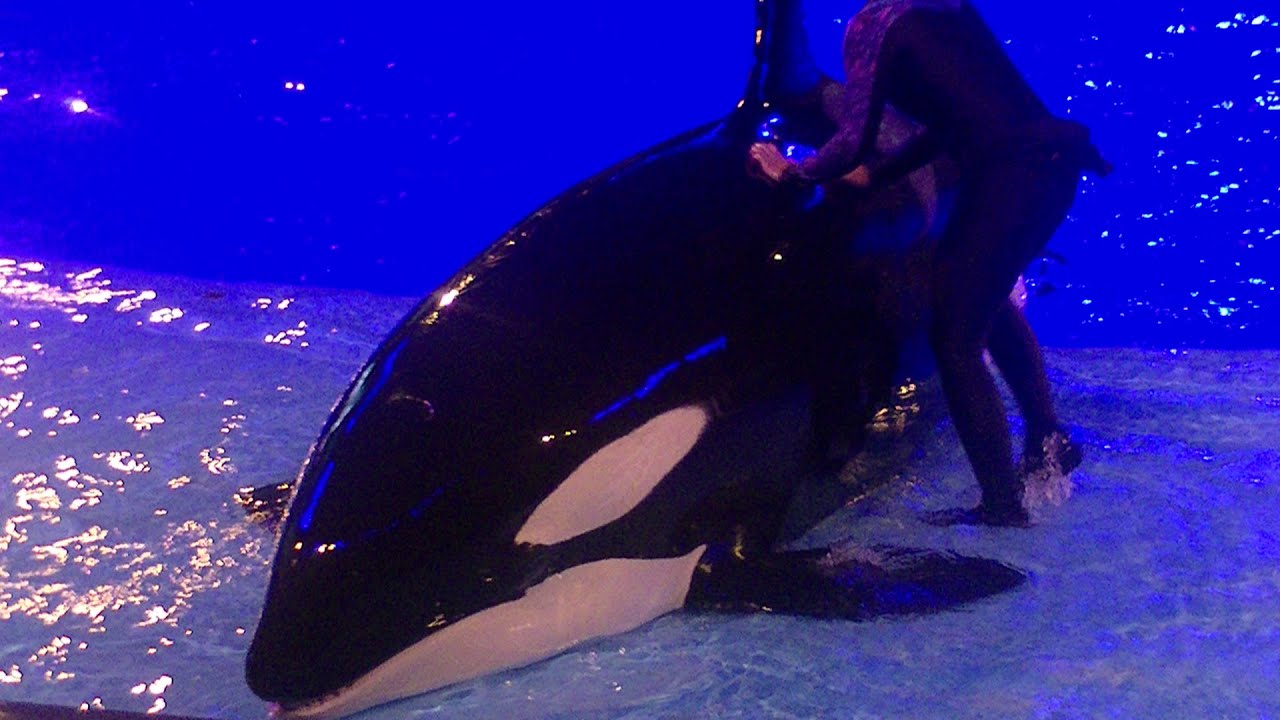 Rest in peace Unna - Light up the Night - SeaWorld San Antonio - YouTube