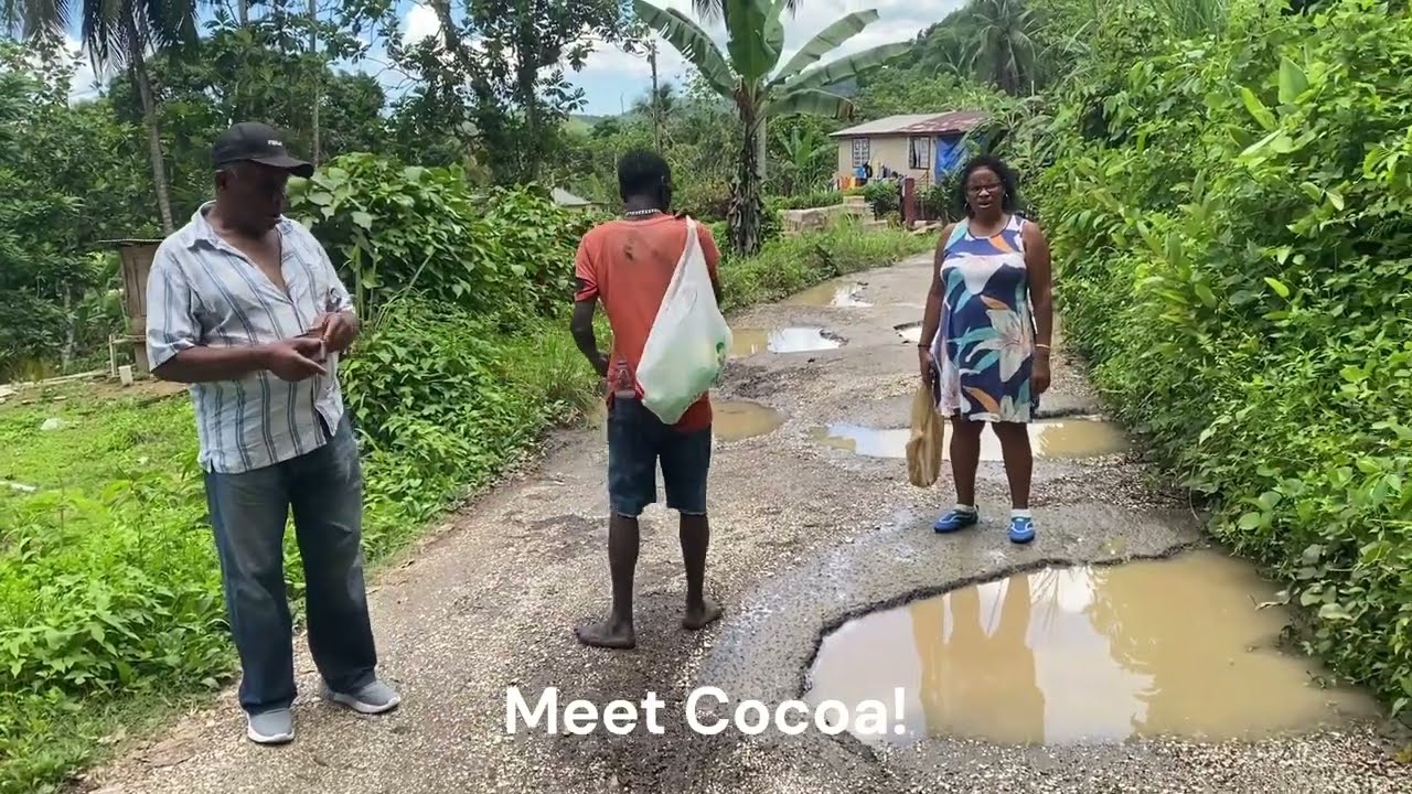 Cocoa Run The Streets in Catadupa St. James Jamaica 🇯🇲 - YouTube