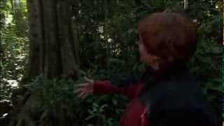 Dr Marina Hurley and her stinging tree research