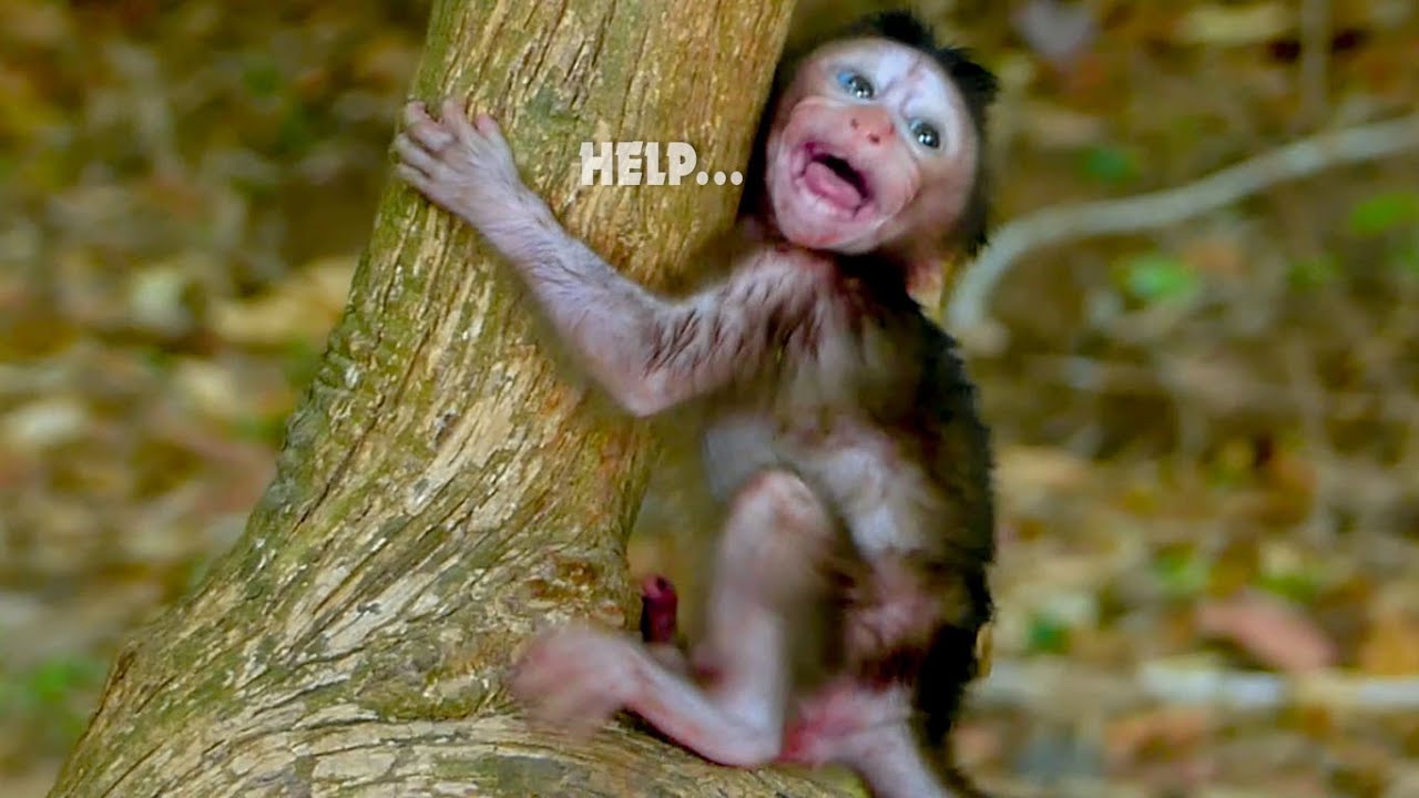 Cry... Cry... Baby monkey crying tantrum fearful call mum help - YouTube