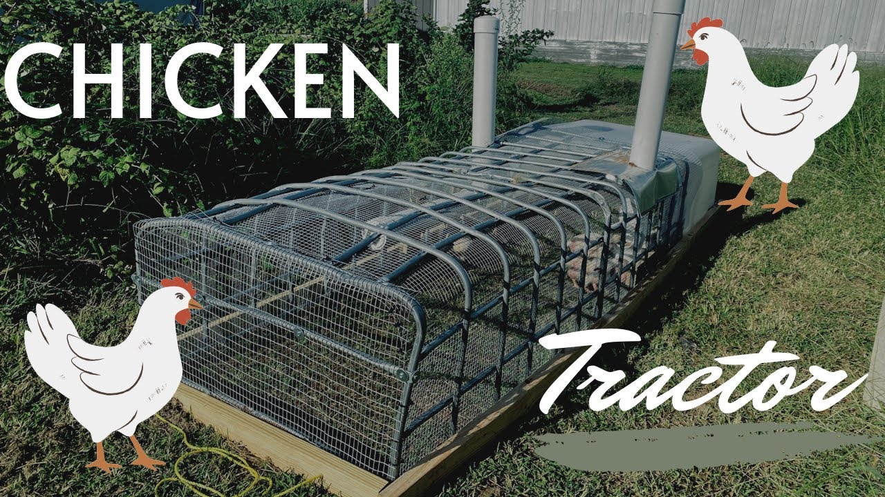 IBC Chicken Tractor I JUMBO CORNISH CROSS I PVC WATERER AND FEEDER I ...