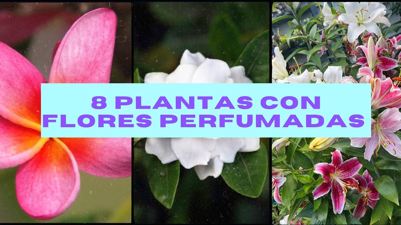 8 PLANTAS con FLORES PERFUMADAS 🌸 - YouTube