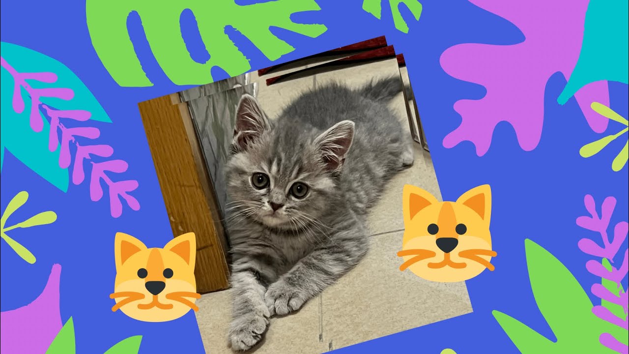 #qqcatdiary#cattus#conmèo#猫#cat This is Mr. QQ cat, and its family, the ...