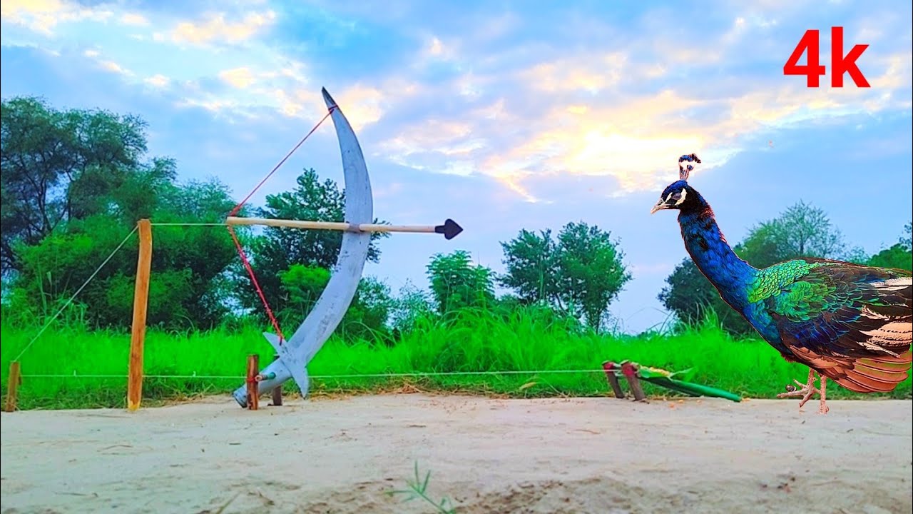 peacock trap | using from sword and arrow | interesting trap - YouTube