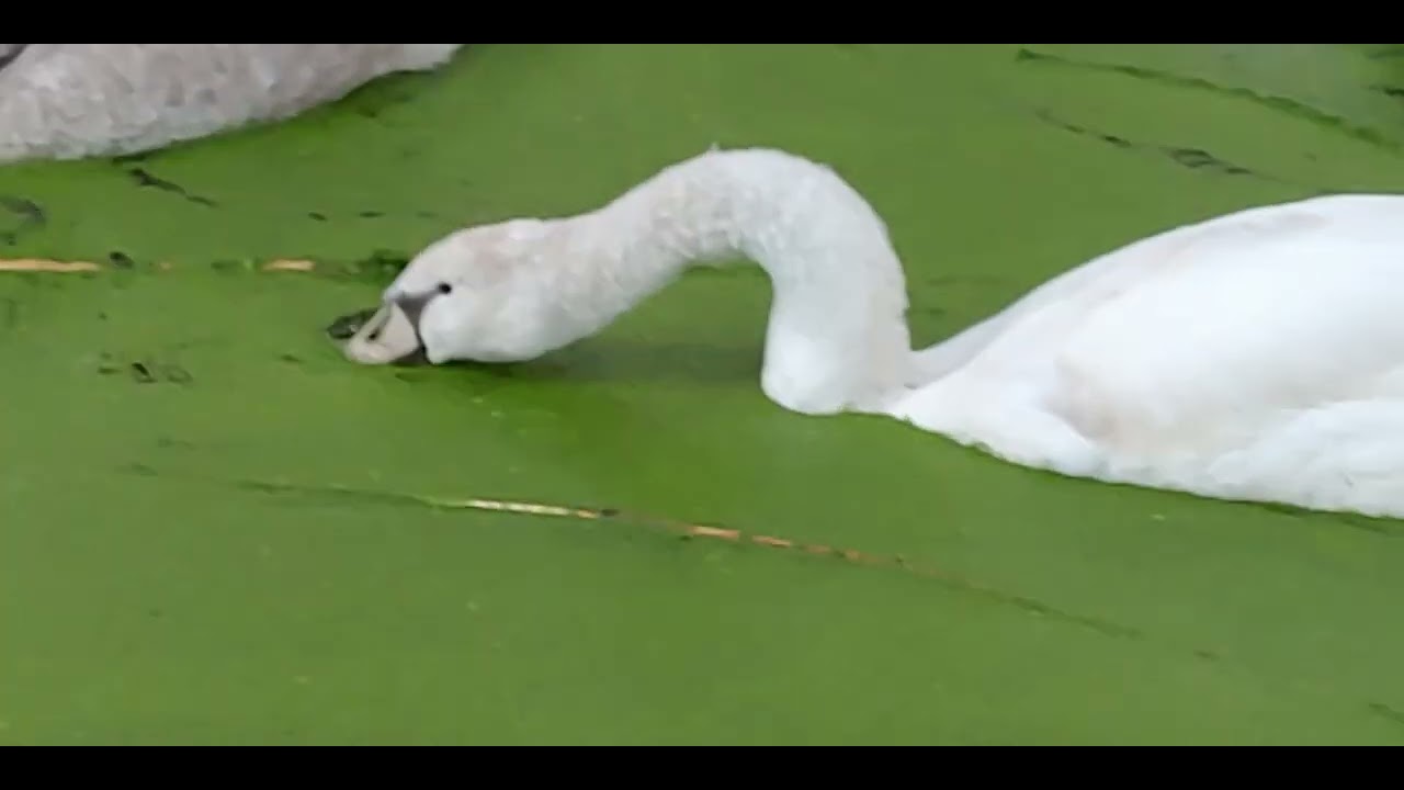 Lebede mananca germeni de frunze cazute pe apa, ce cred unii cu 2 clase ...