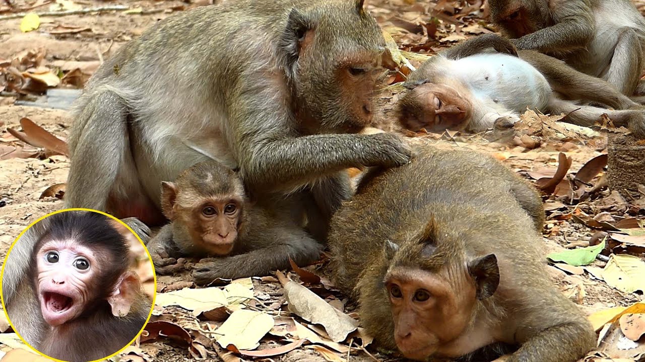 Very adorable families Jade monkey, Jinx and Jasper got hapiness, Cute ...