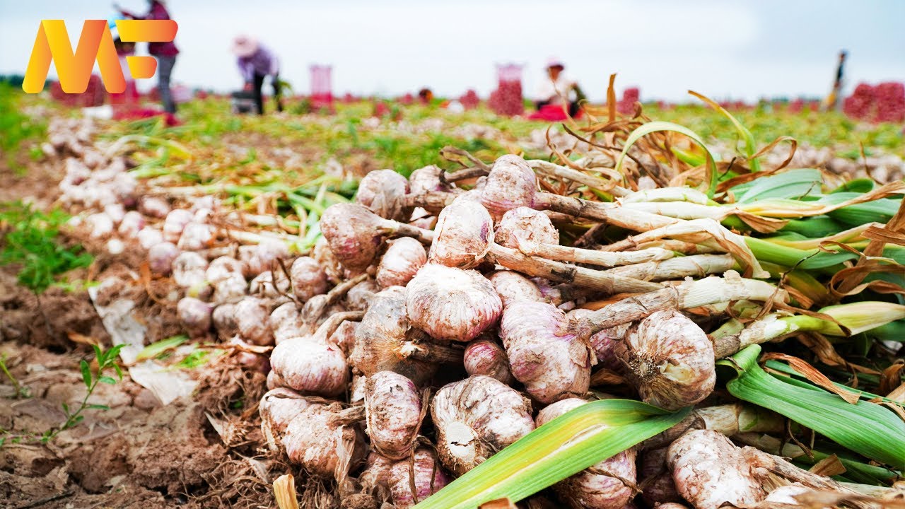 How To Grow Millions Of Tons Garlic In farm | Amazing Roasted Garlic ...