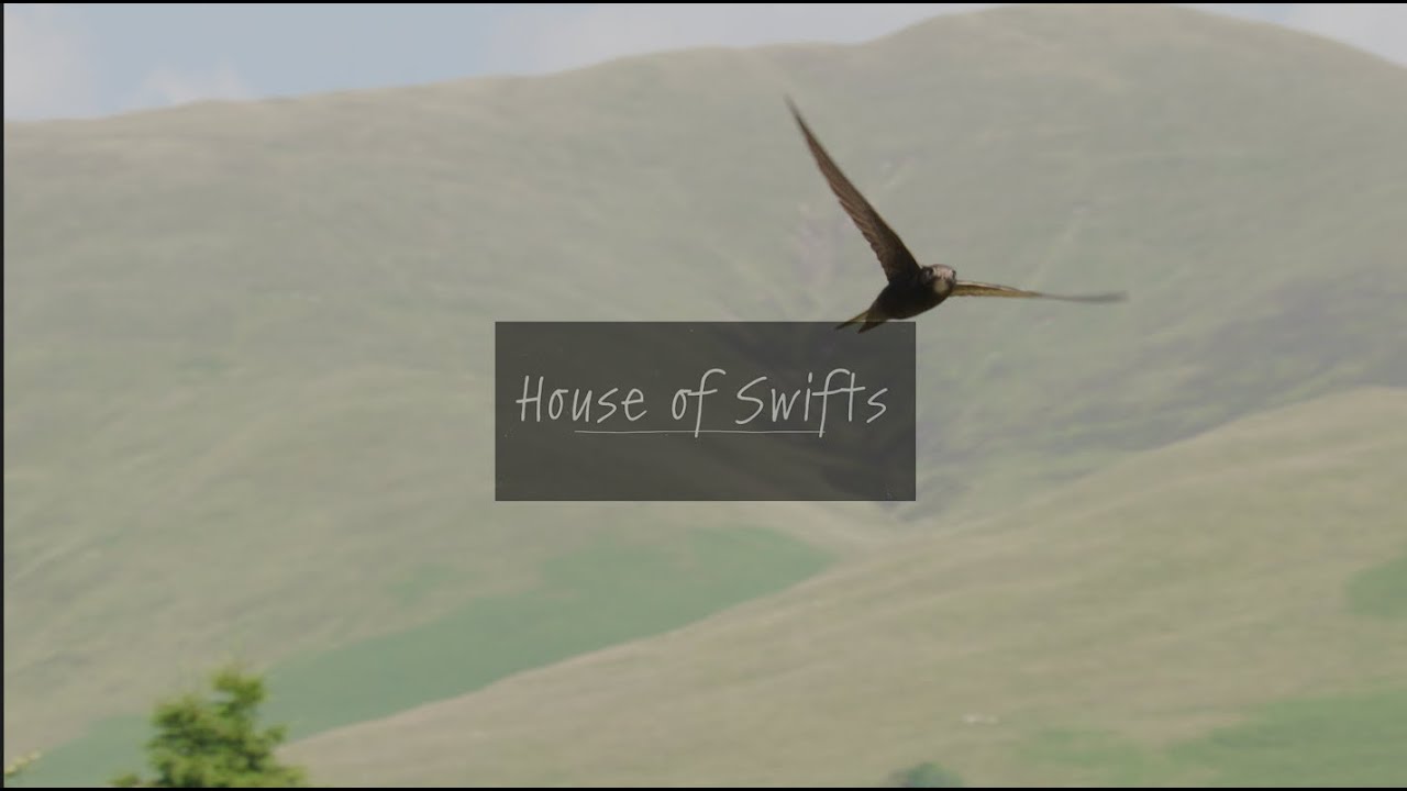 House of Swifts - YouTube
