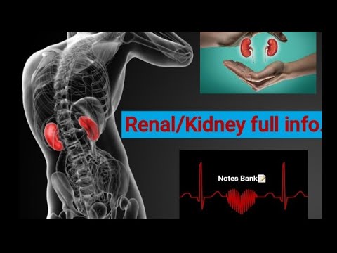 kidney || Renal || nephro || kidney anatomy || kidney notes || kidney ...