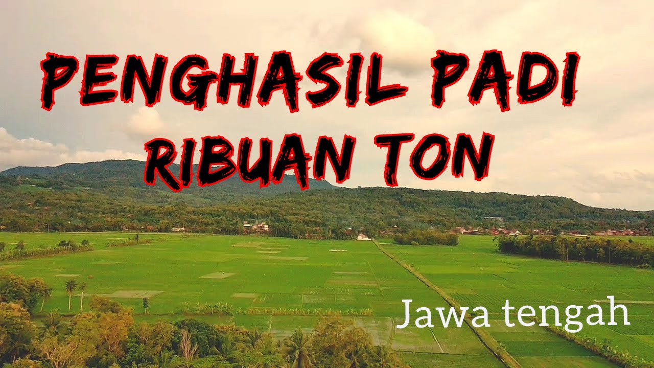 persawahan jawa tengah, penghasil padi tebesar ada di jawa tengah - YouTube