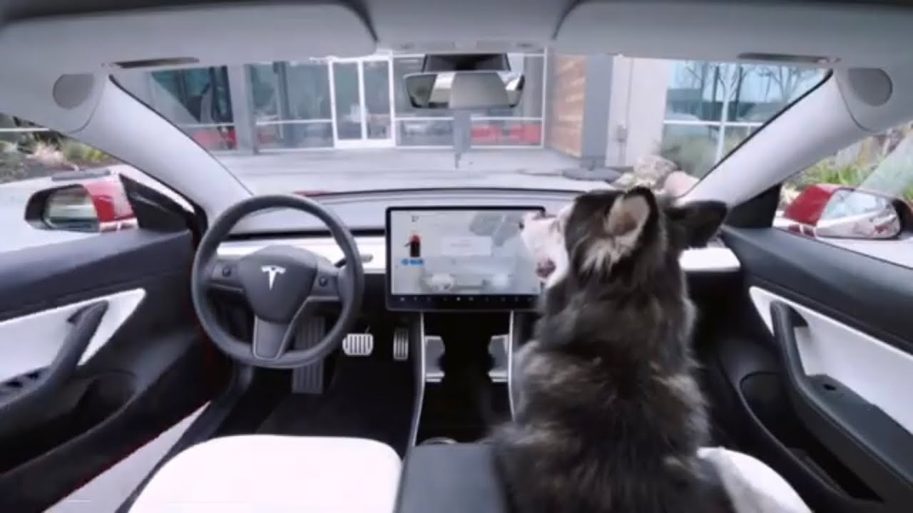 Shorts Huskies like dog mode in Tesla and this dog likes to drive alone ...