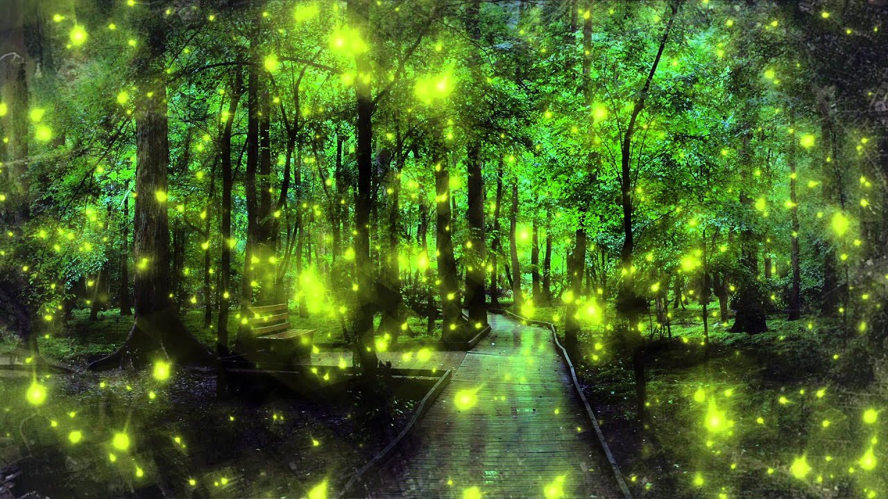 Introducing Your Columbia Fireflies - YouTube