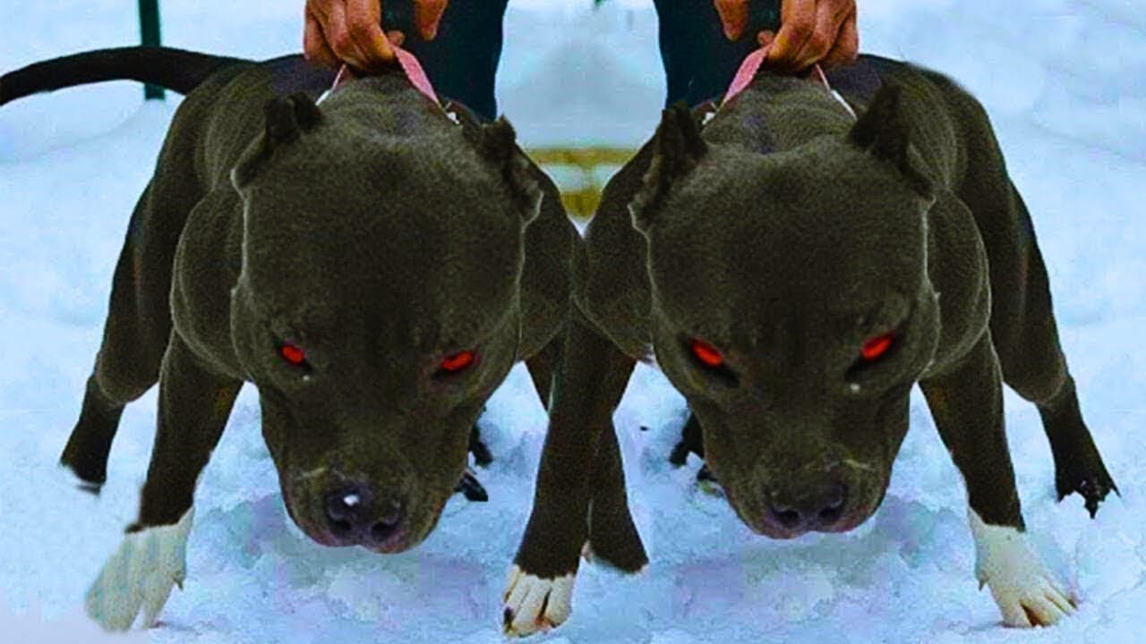 Los 10 perros más aterradores que debes conocer - YouTube