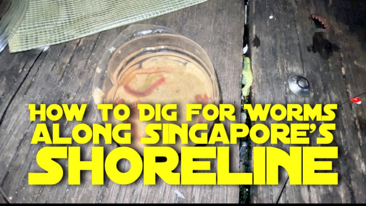 How to Dig for Worms along Singapore’s Shoreline - YouTube