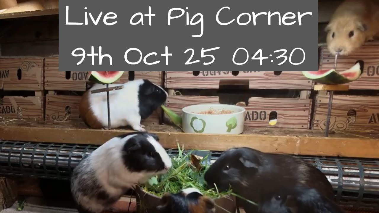 The House at Pig Corner Live 9th October 04:30 - YouTube