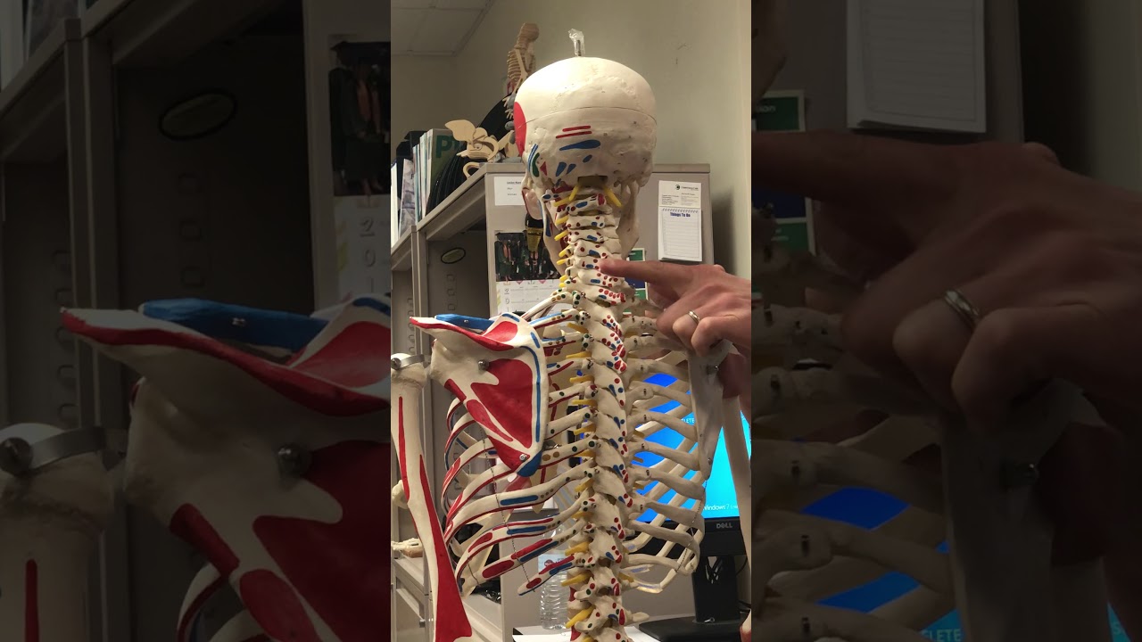 The spine and it’s bony landmarks - YouTube