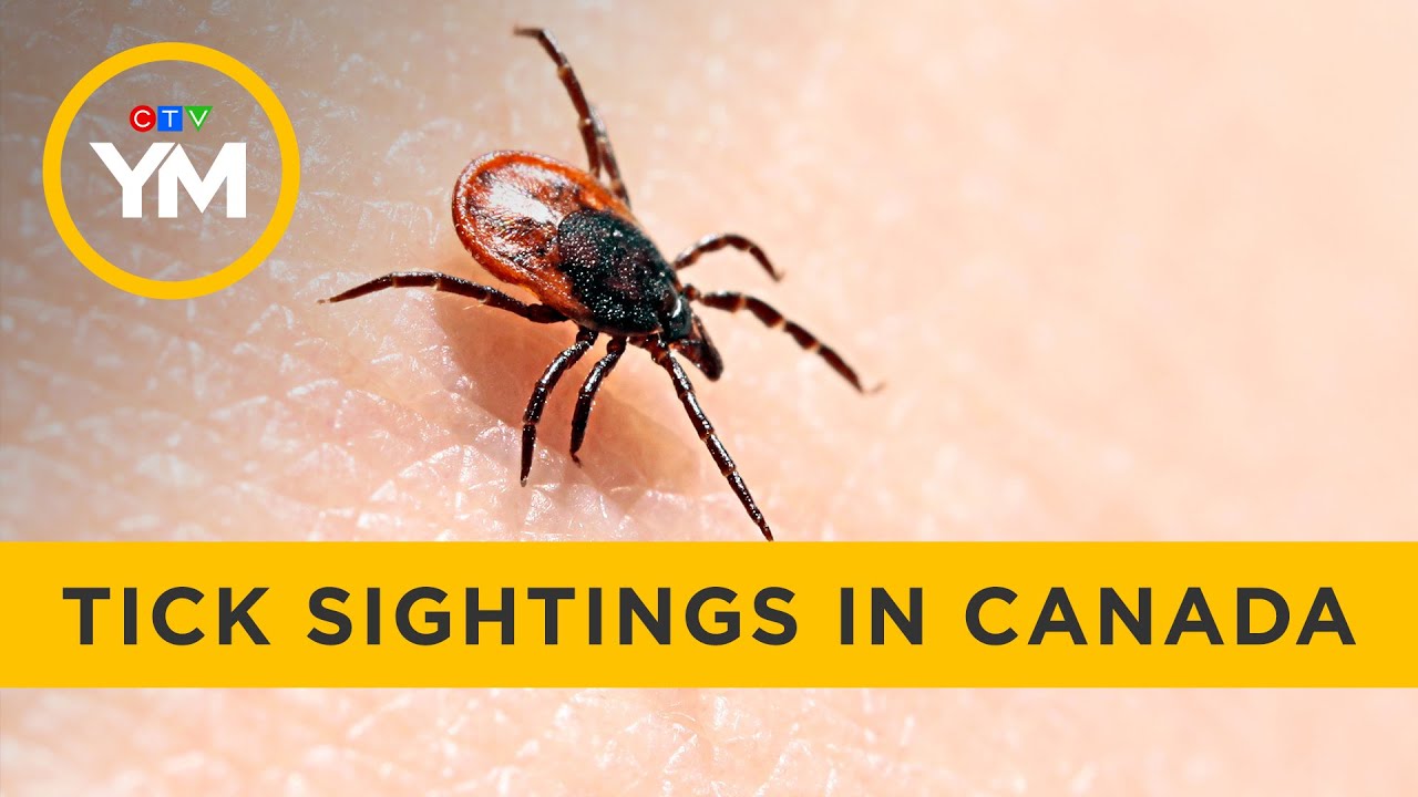 Nearly 2,000 ticks reported across Canada | Your Morning - YouTube