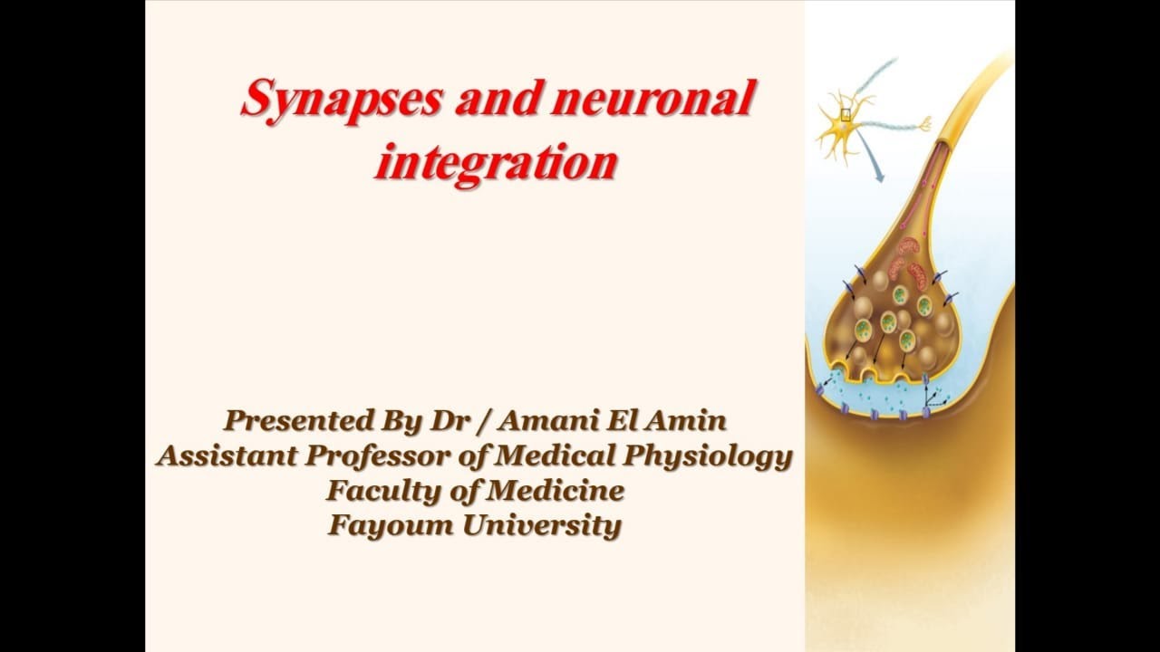 Synapses & Neuronal integration L.1 - YouTube