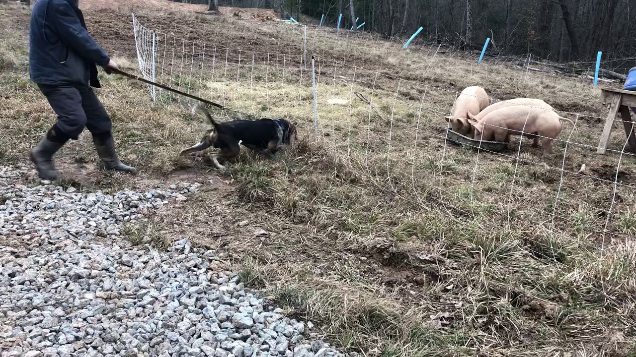 Training Hog Dog - YouTube