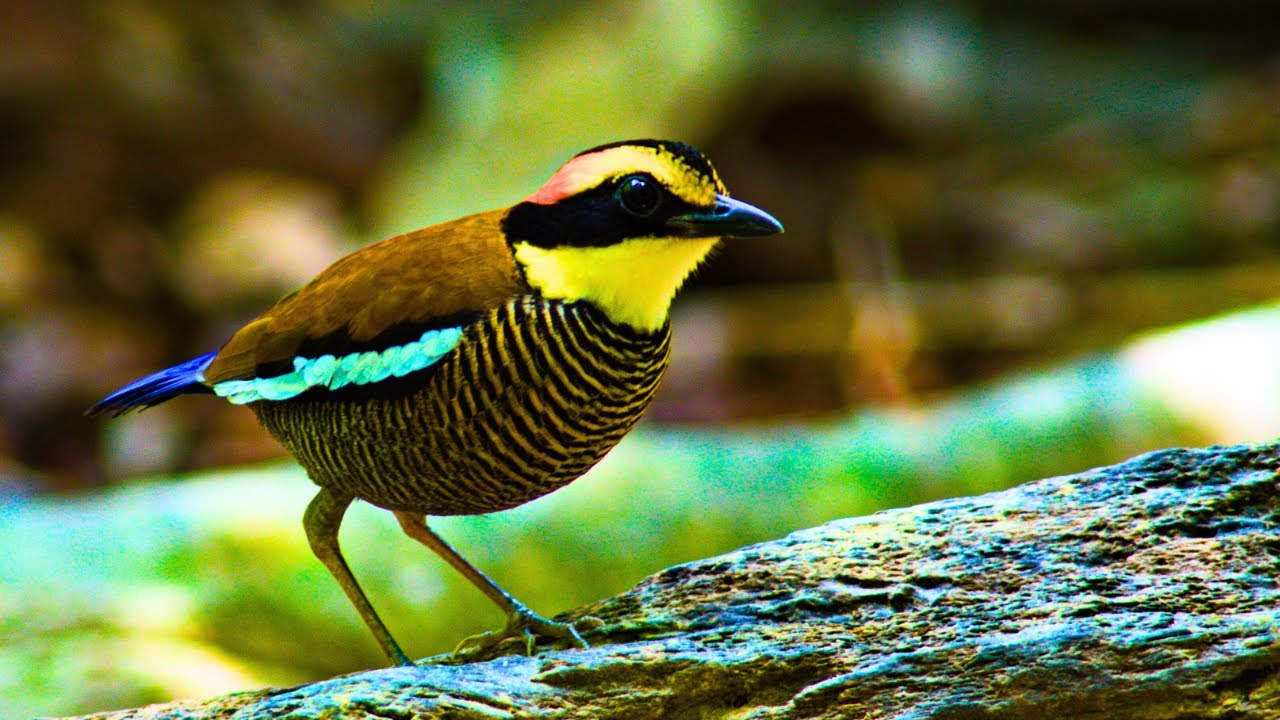 Relaxing Piano Music, Bird Sounds, Bird Singing. Music for Study ...