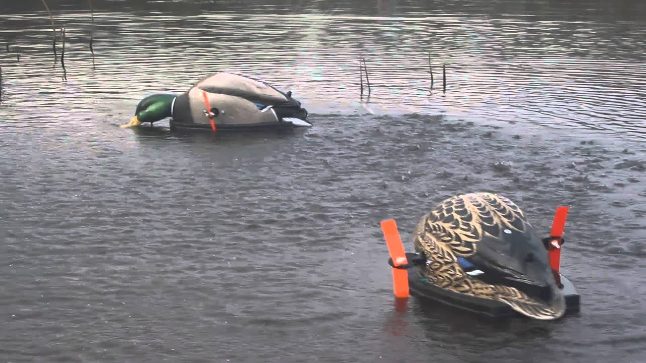 Wonderduck Skimmer Drake & Hen - YouTube