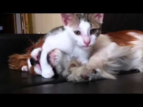 Roki i Boki Žvaljenje - YouTube