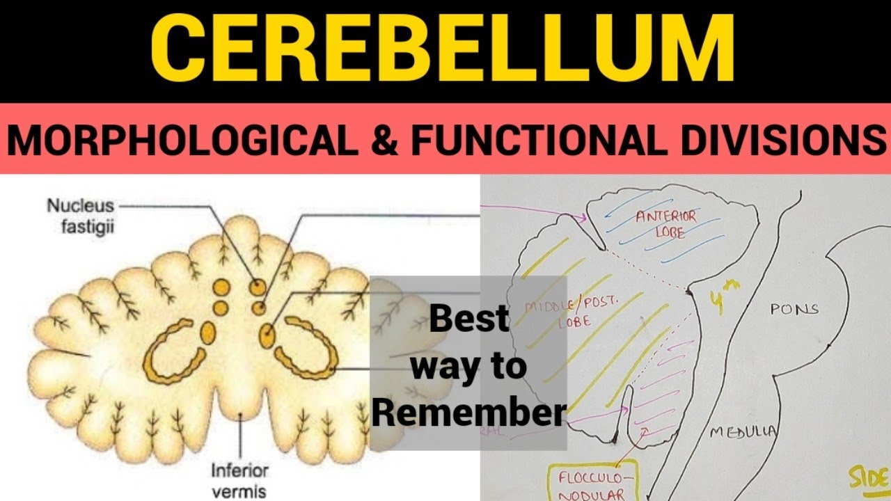 Cerebellum - 2 | Morphological & Functional Divisions - YouTube