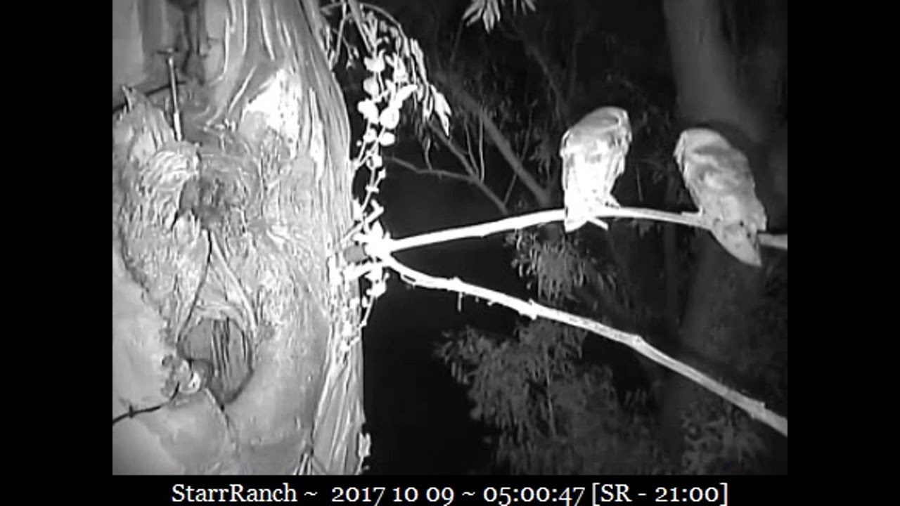 Nuzzles and bonding on the branch - Audubon Starr Ranch Barn Owls - YouTube