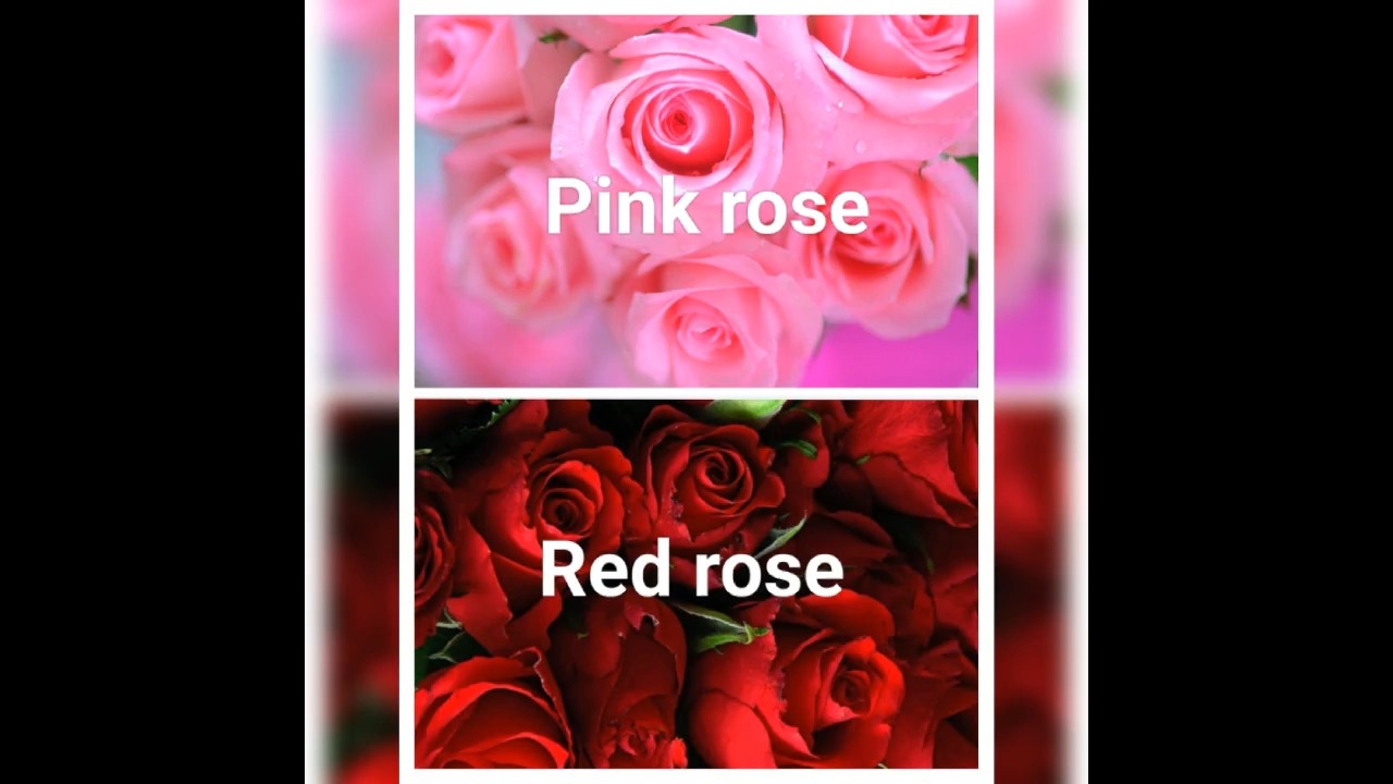 pink rose vs red rose 🌹 things gown 👗 sandal 👡 ring 💍 nails 💅 purse 👛 ...