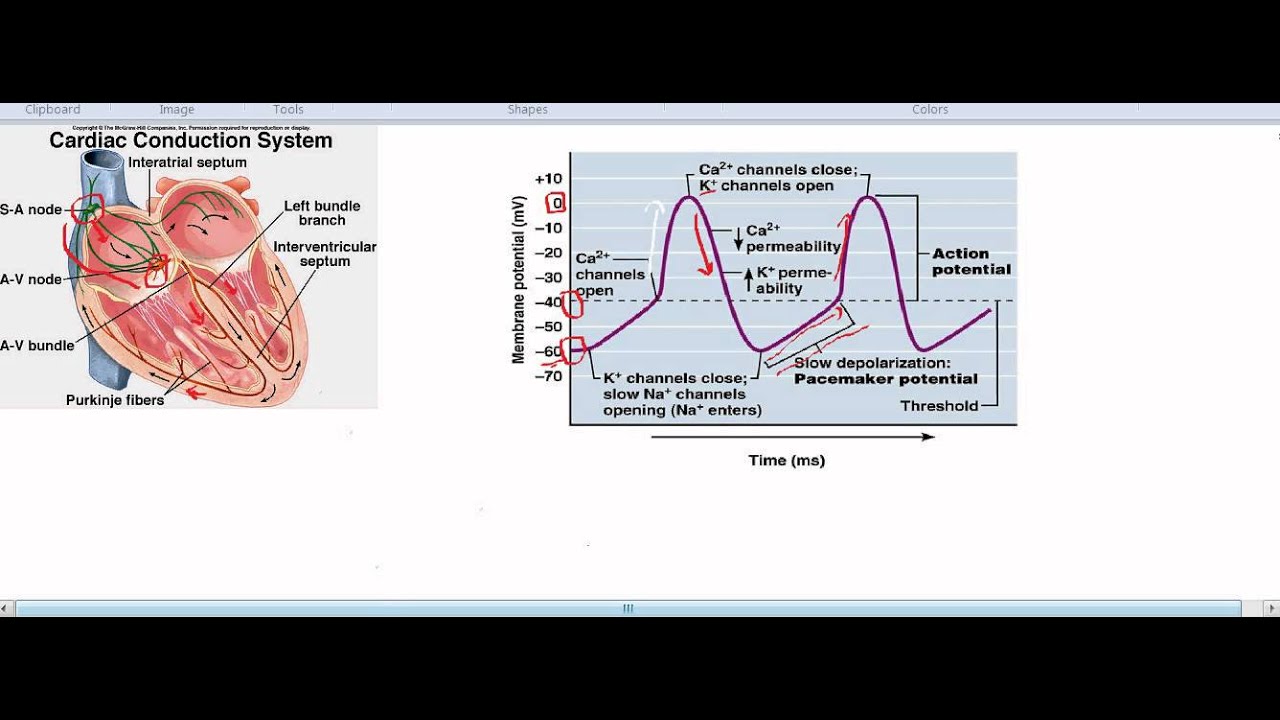 Properties of myocardium .. automaticity , conductivity part 2 - YouTube