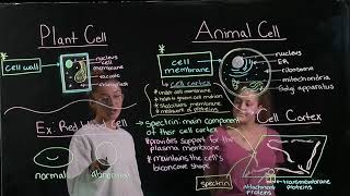 Cell Cortex in Plant and Animal Cells (BIOS 041)
