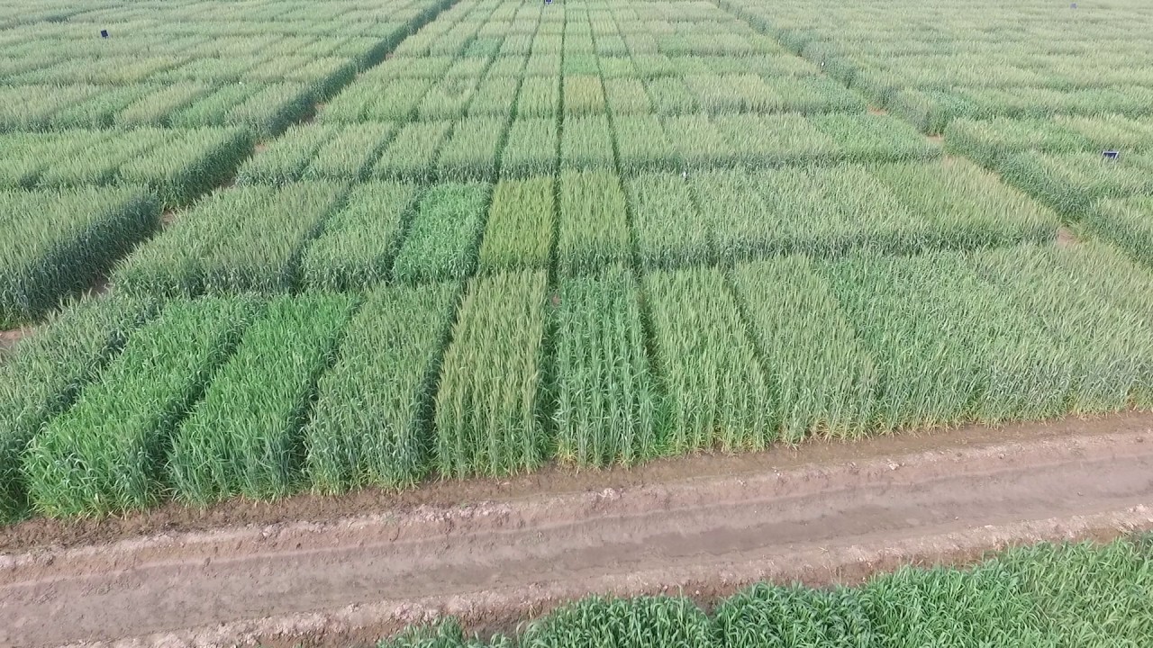 Wheat trials at ICAR-IIWBR, Karnal - YouTube
