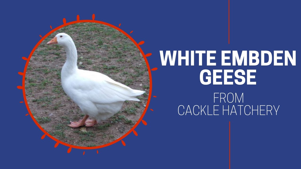 White Embden Geese at Cackle Hatchery - YouTube
