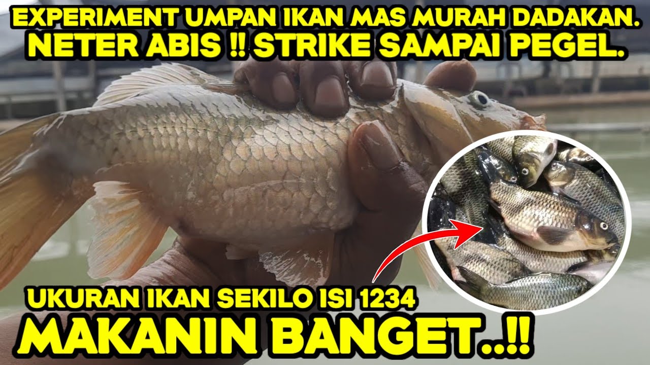 Racikan umpan ikan mas murah dadakan || khusus sekilo isi 1 - 4 ekor ...