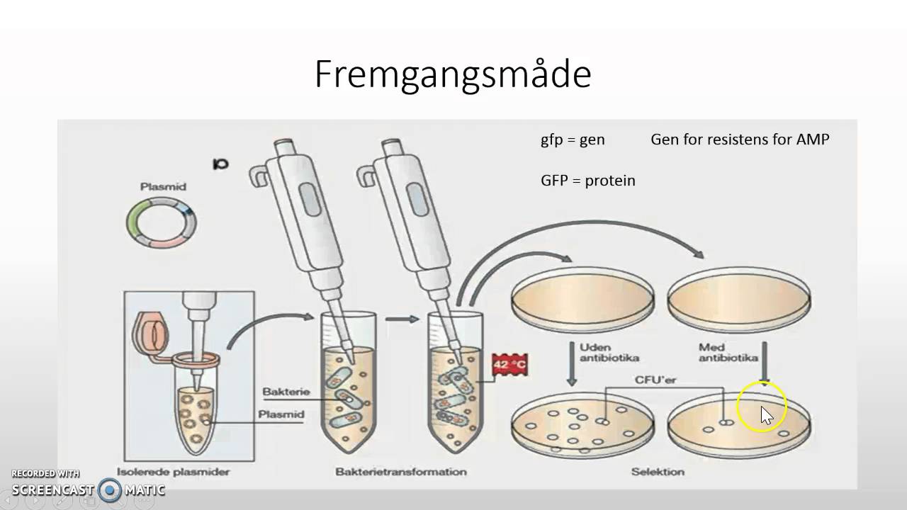 Transformation af E. coli - YouTube